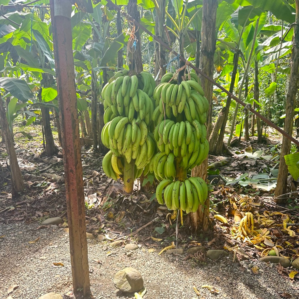 Discovering Limon, Costa Rica: A Hidden Caribbean Gem - Salty-Traveler